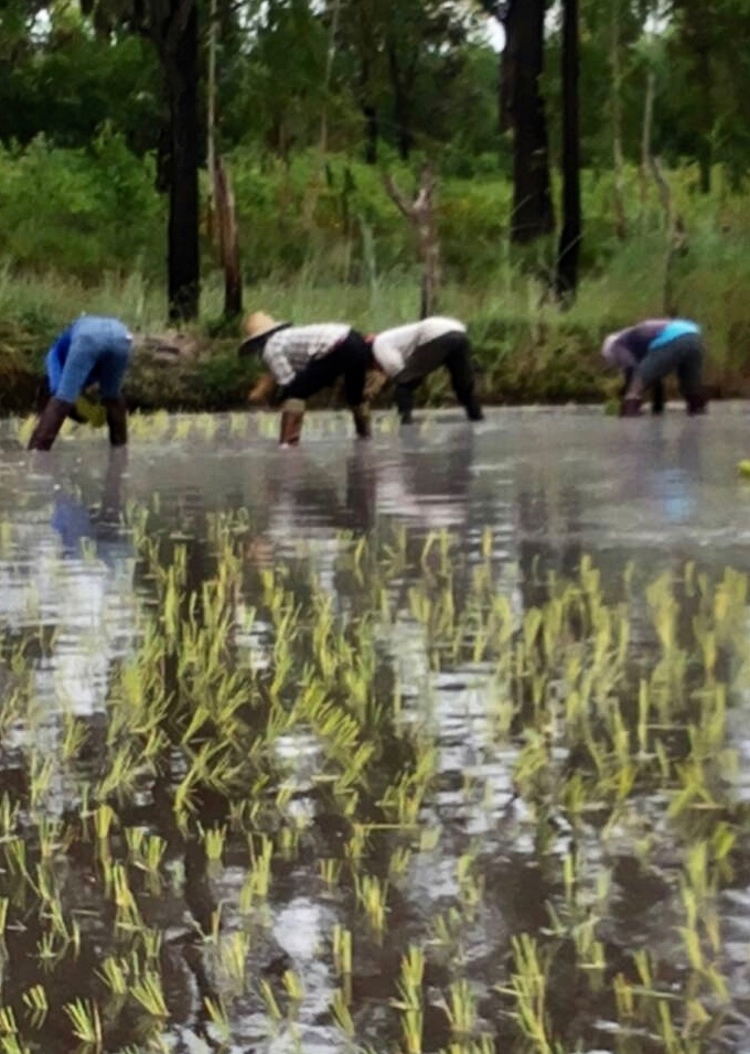 Planting Rice – 🏠Home